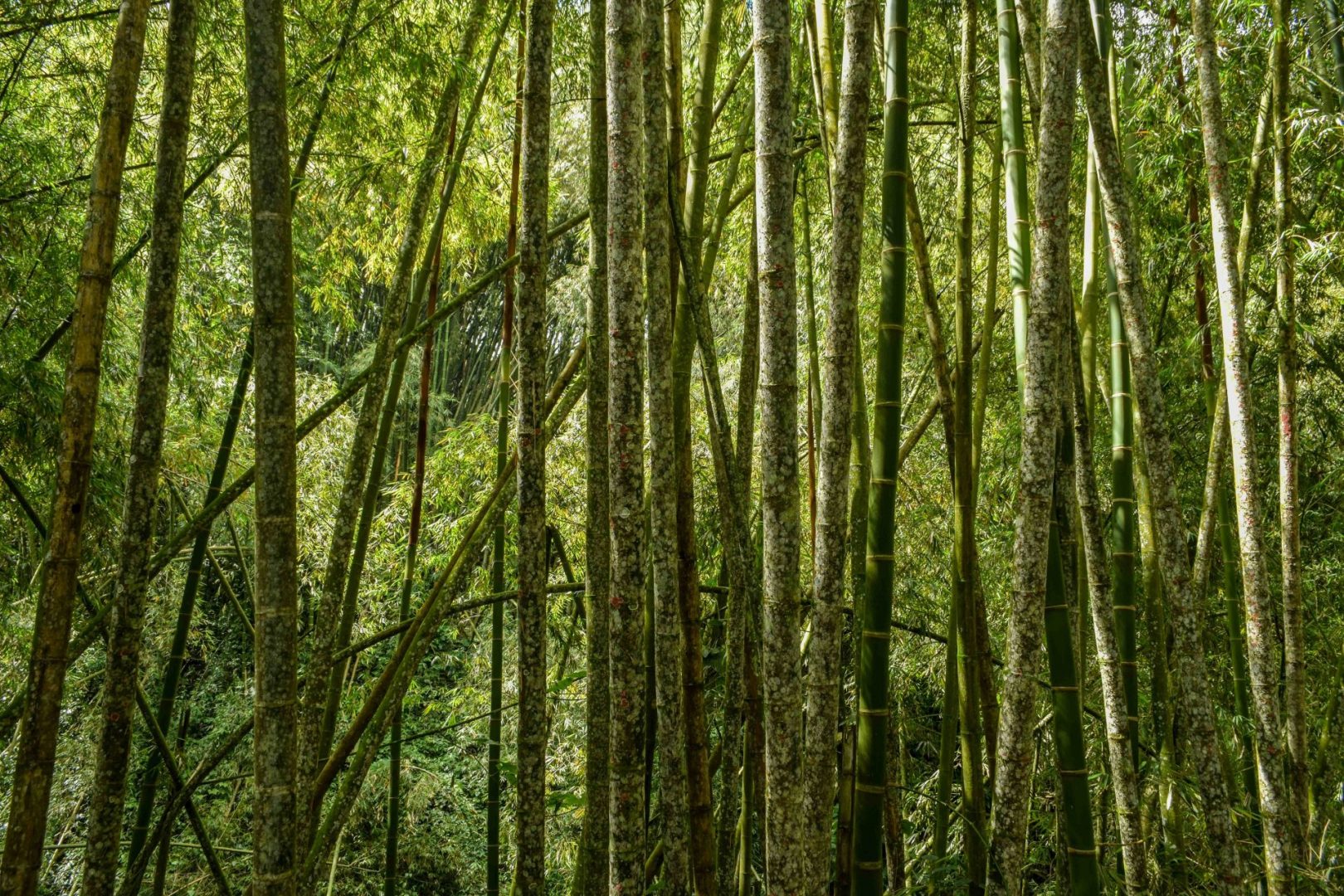 Guaduales del Quindío - Naturaleza y descanso - Hospedajes en Quindío ...